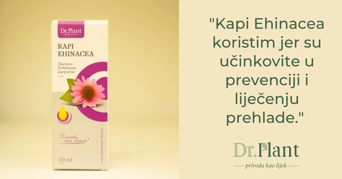 Dr. Plant kapi Ehinacea: Učinkovite u sprečavanju i liječenju prehlade ...